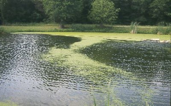 Treating and controlling Duck Weed in your lake & pond
